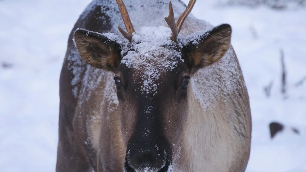 Mission — Caribou Conservation Alliance