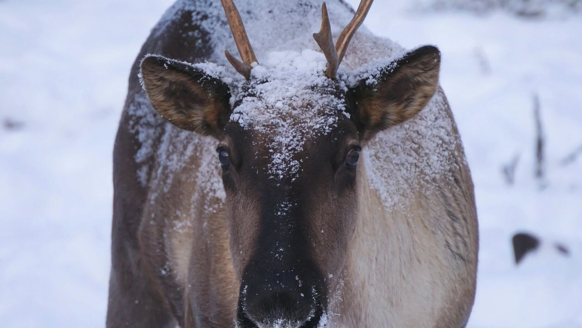 Mission — Caribou Conservation Alliance
