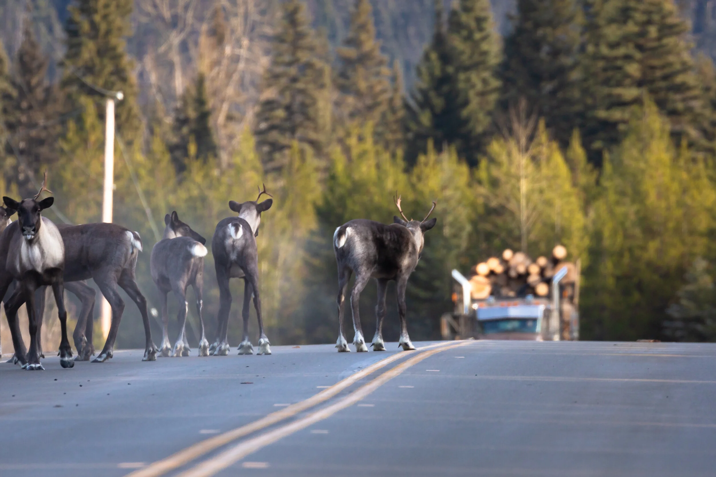 Caribou fact sheet — Caribou Conservation Alliance