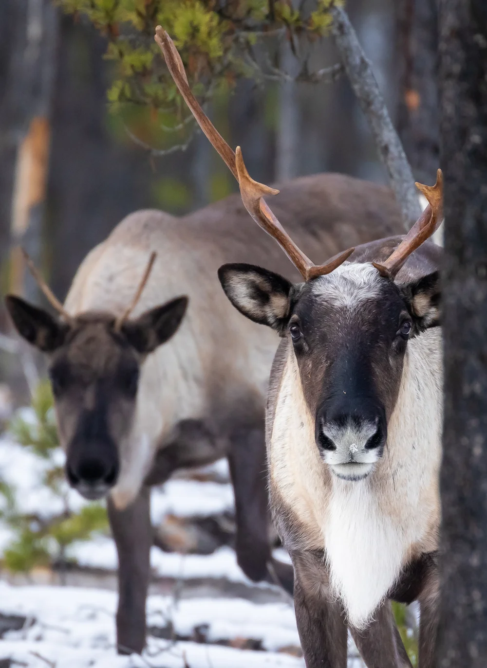 African Lion Safari — Caribou Conservation Alliance