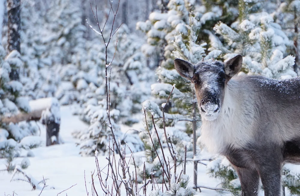 Caribou Conservation Alliance