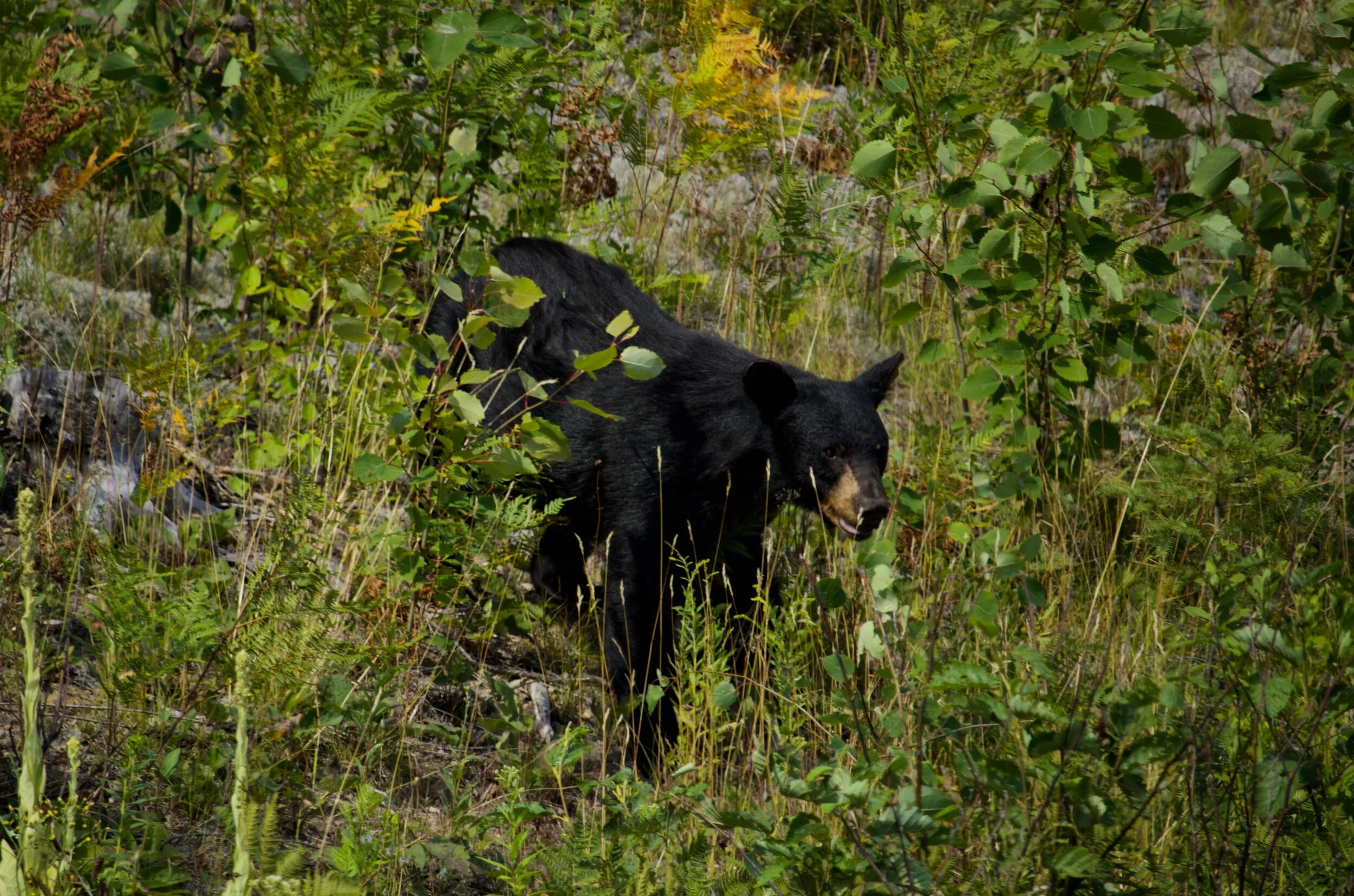 Threats to caribou — Caribou Conservation Alliance