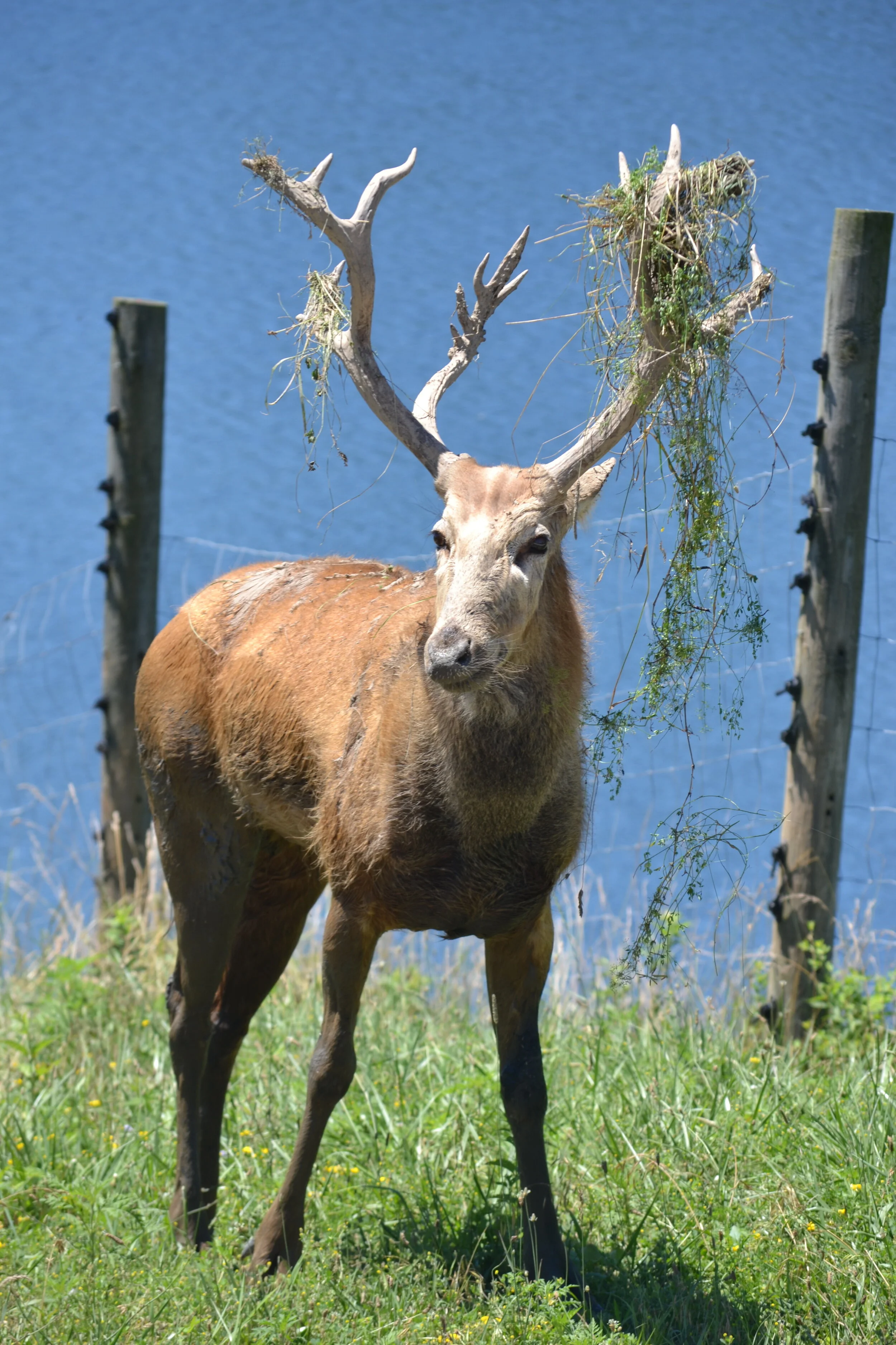 Milu — Caribou Conservation Alliance