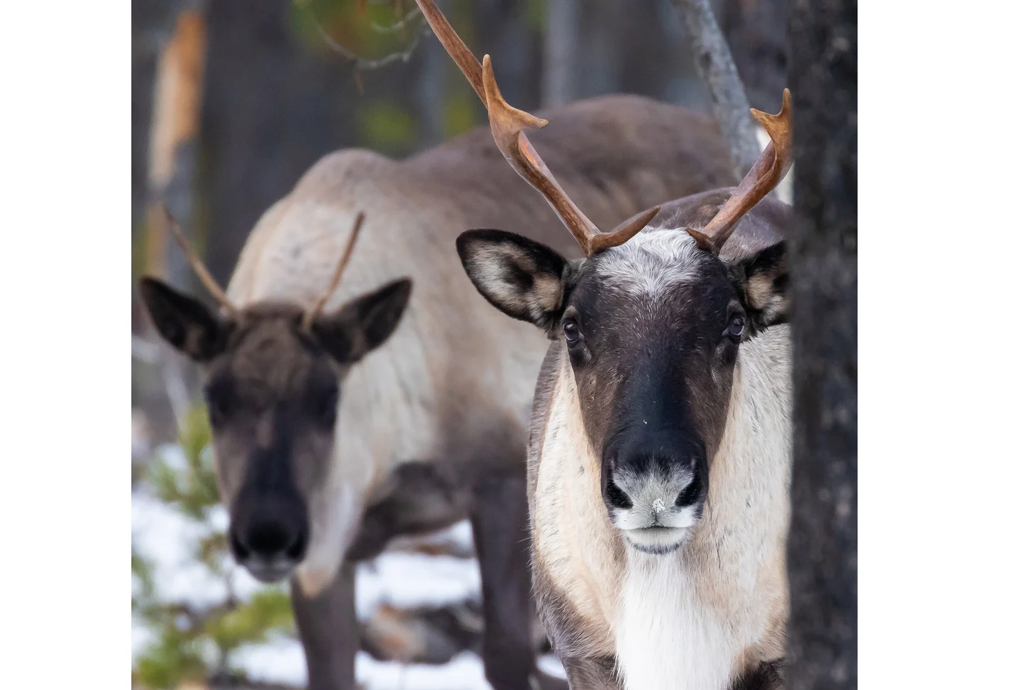 Caribou Conservation Alliance