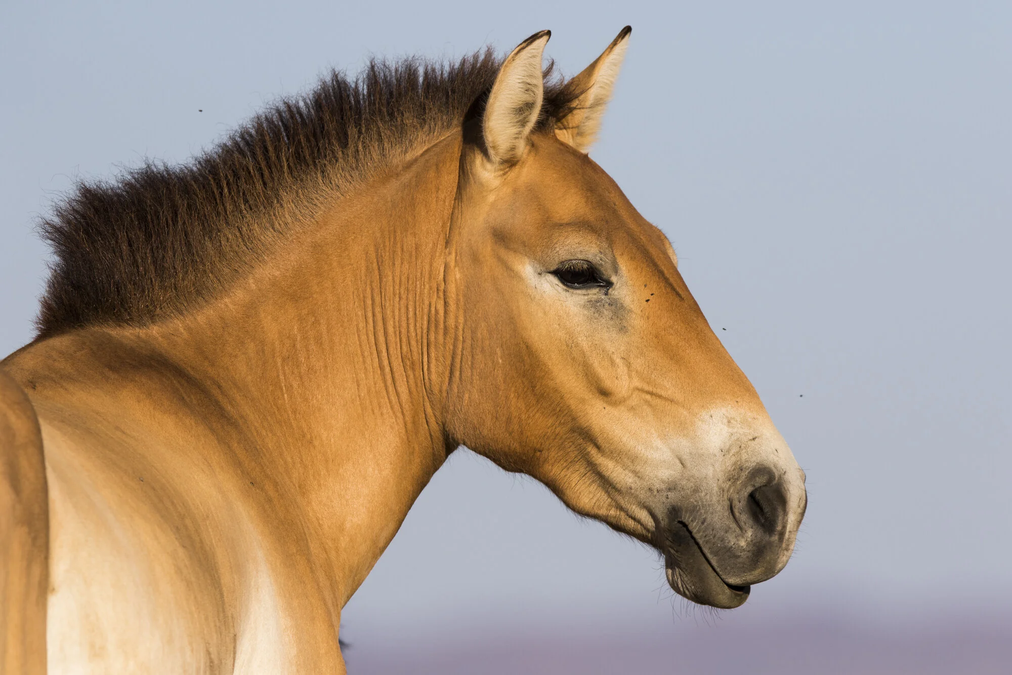 Takhi — Caribou Conservation Alliance