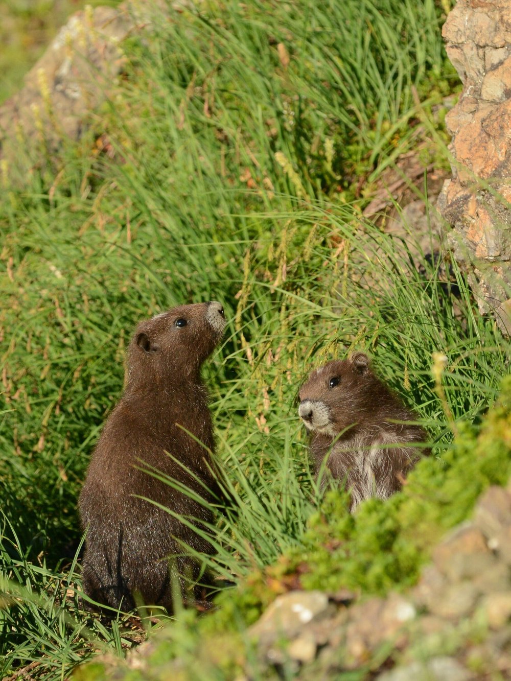 Vancouver Island marmot — Caribou Conservation Alliance