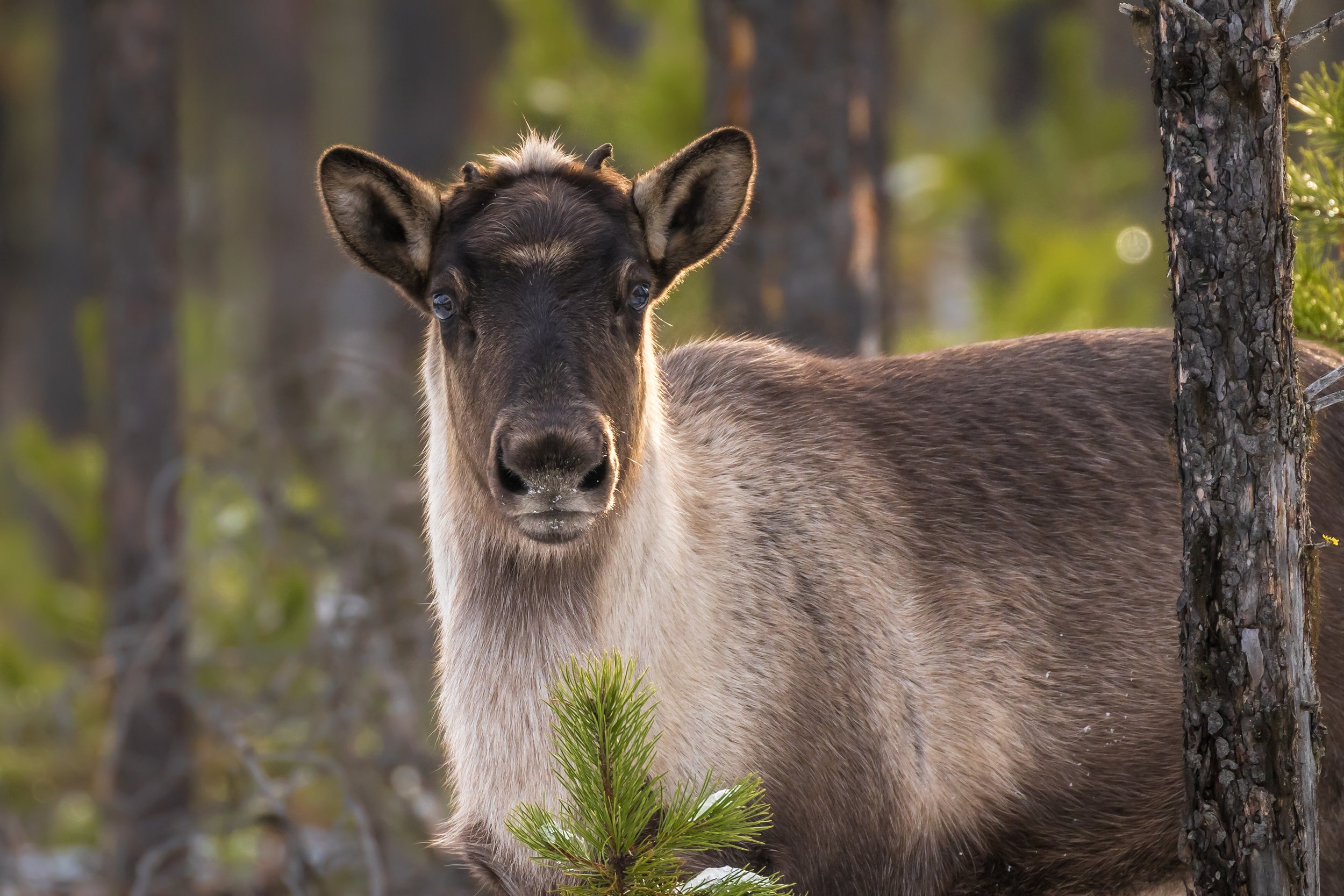 World Caribou Day 2023 — Caribou Conservation Alliance