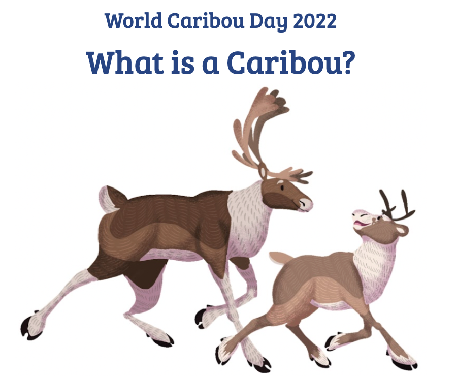 World Caribou Day — Caribou Conservation Alliance