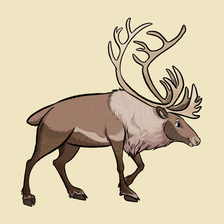 World Caribou Day 2023 — Caribou Conservation Alliance