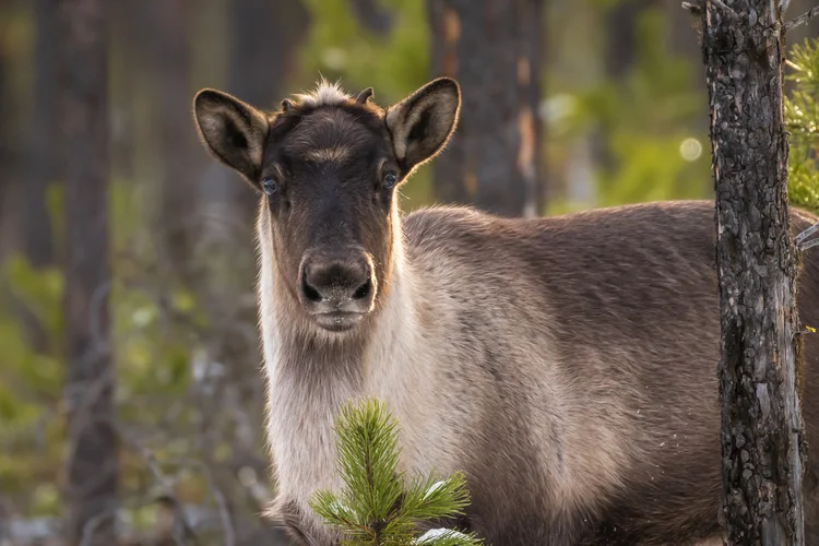 Caribou Conservation Alliance