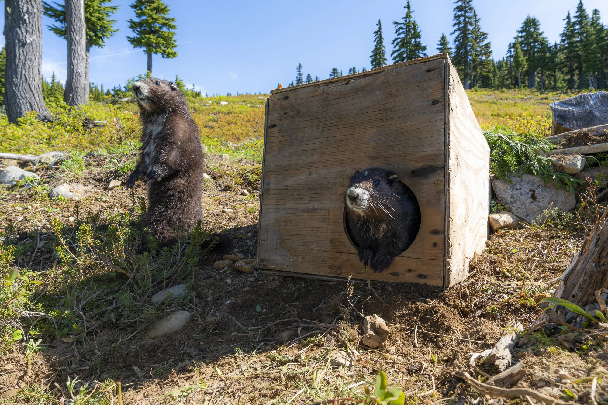 Vancouver Island marmot — Caribou Conservation Alliance