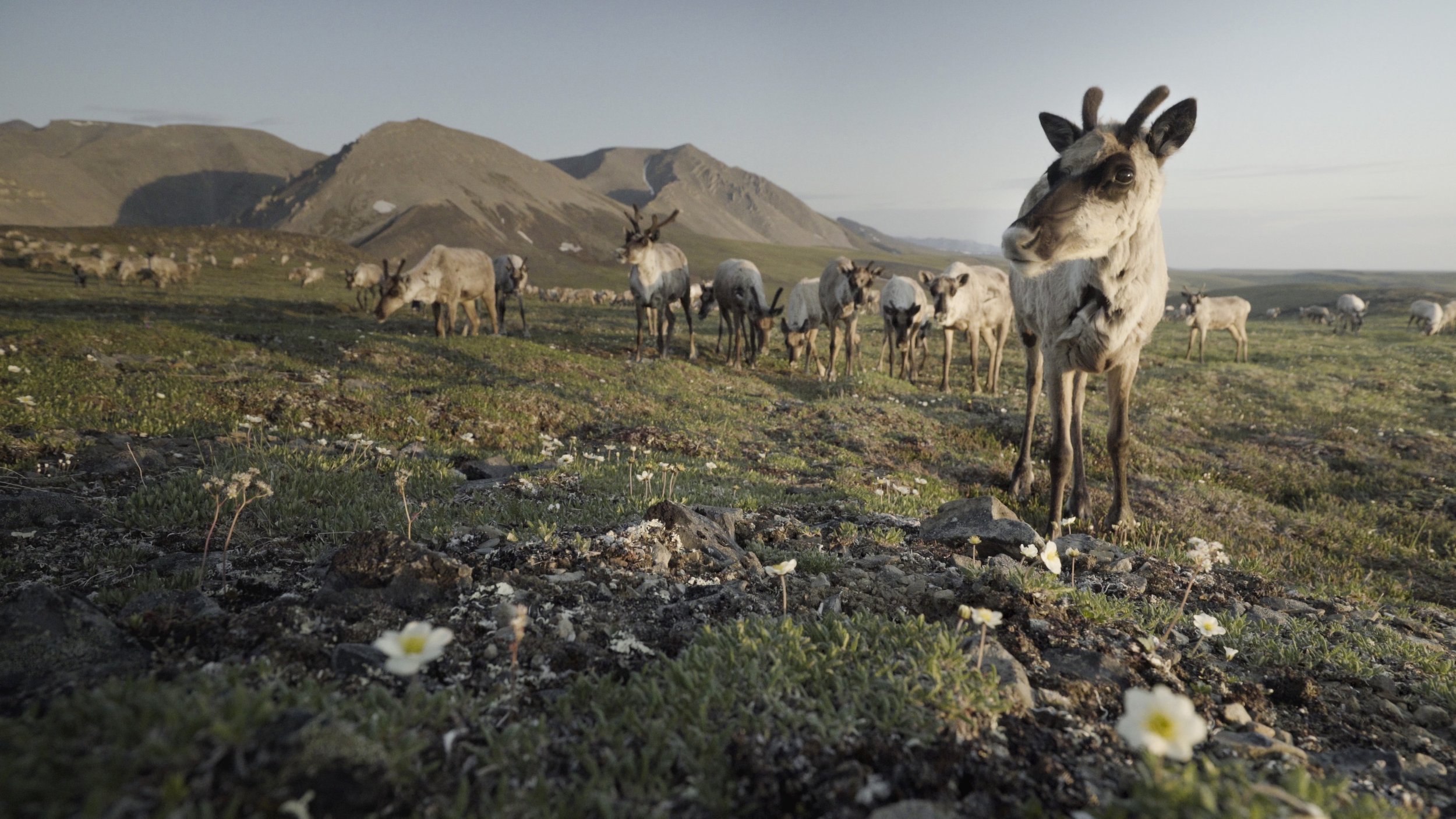 Conservation breeding — Caribou Conservation Alliance