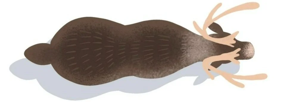 Caribou fact sheet — Caribou Conservation Alliance