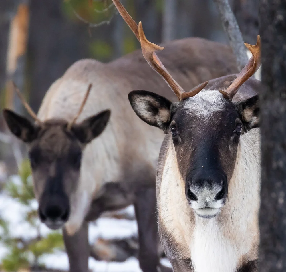 Caribou Cam — Caribou Conservation Alliance