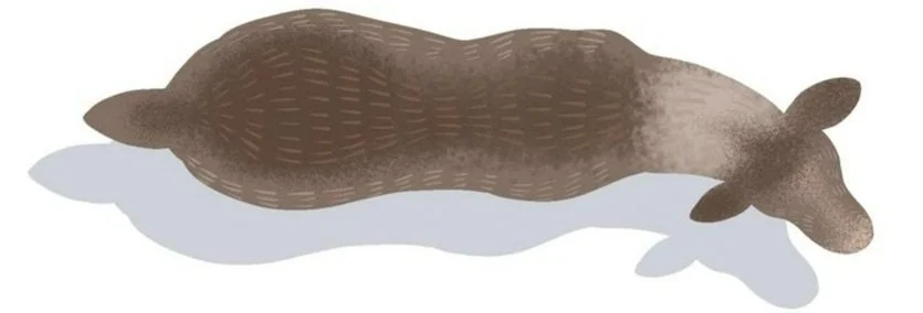 Milu — Caribou Conservation Alliance