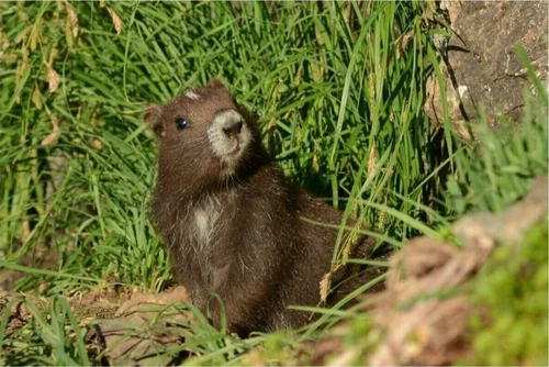 Vancouver Island marmot — Caribou Conservation Alliance