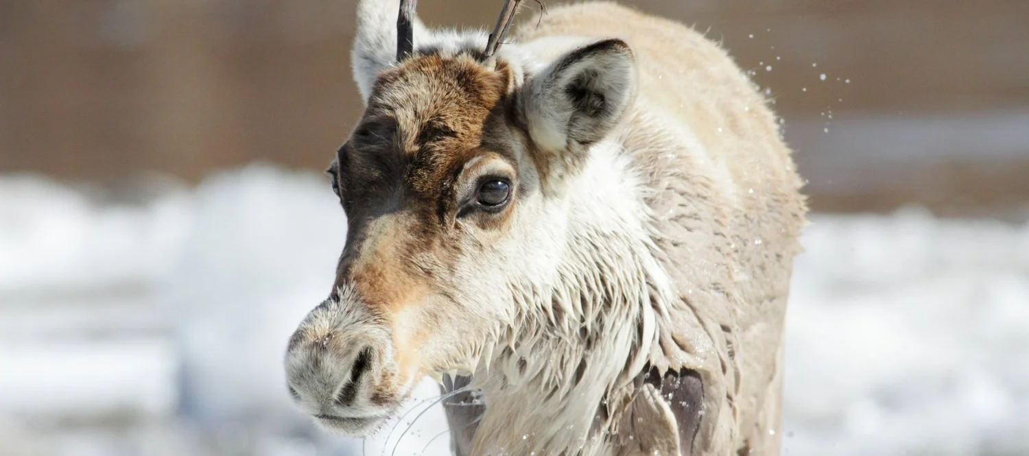 Recovery stories — Caribou Conservation Alliance
