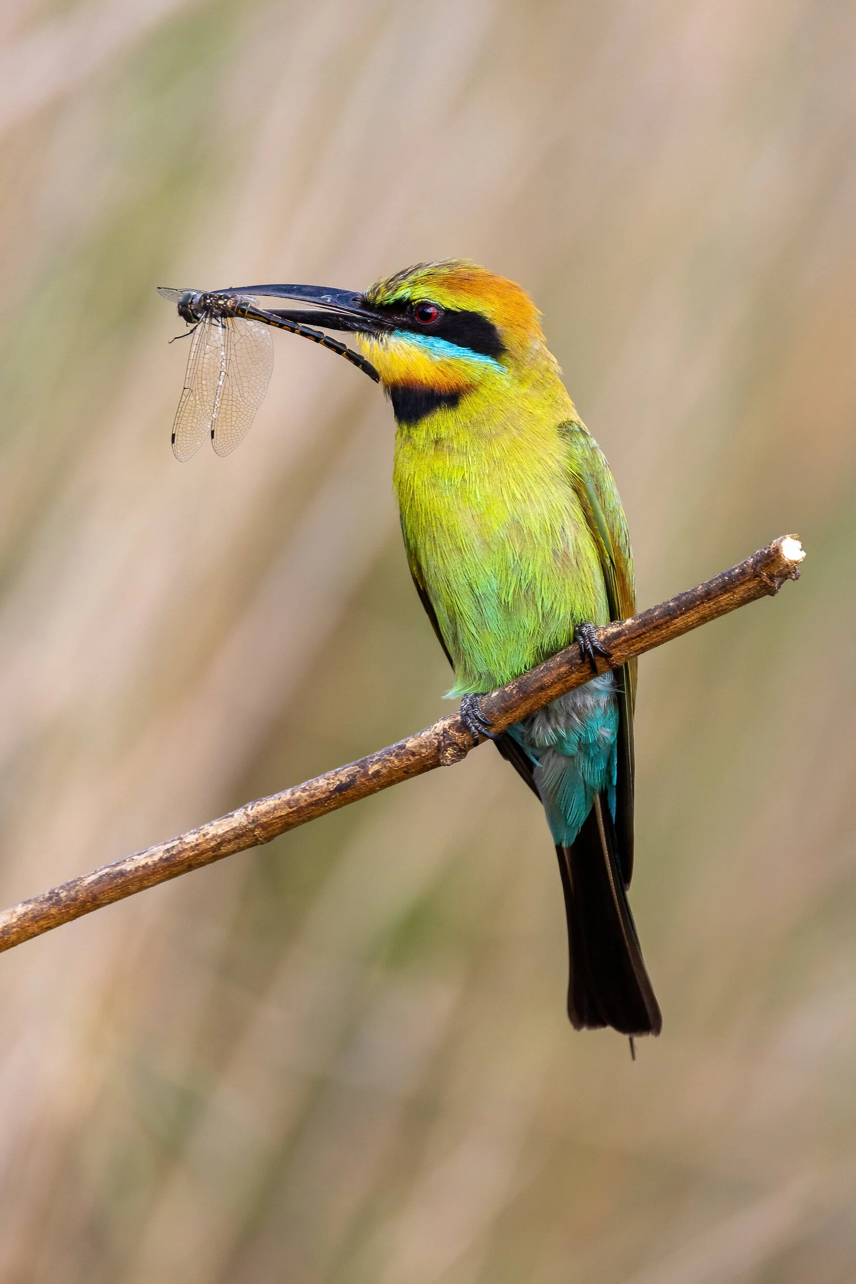 Rainbow Bee-Eaters — Home