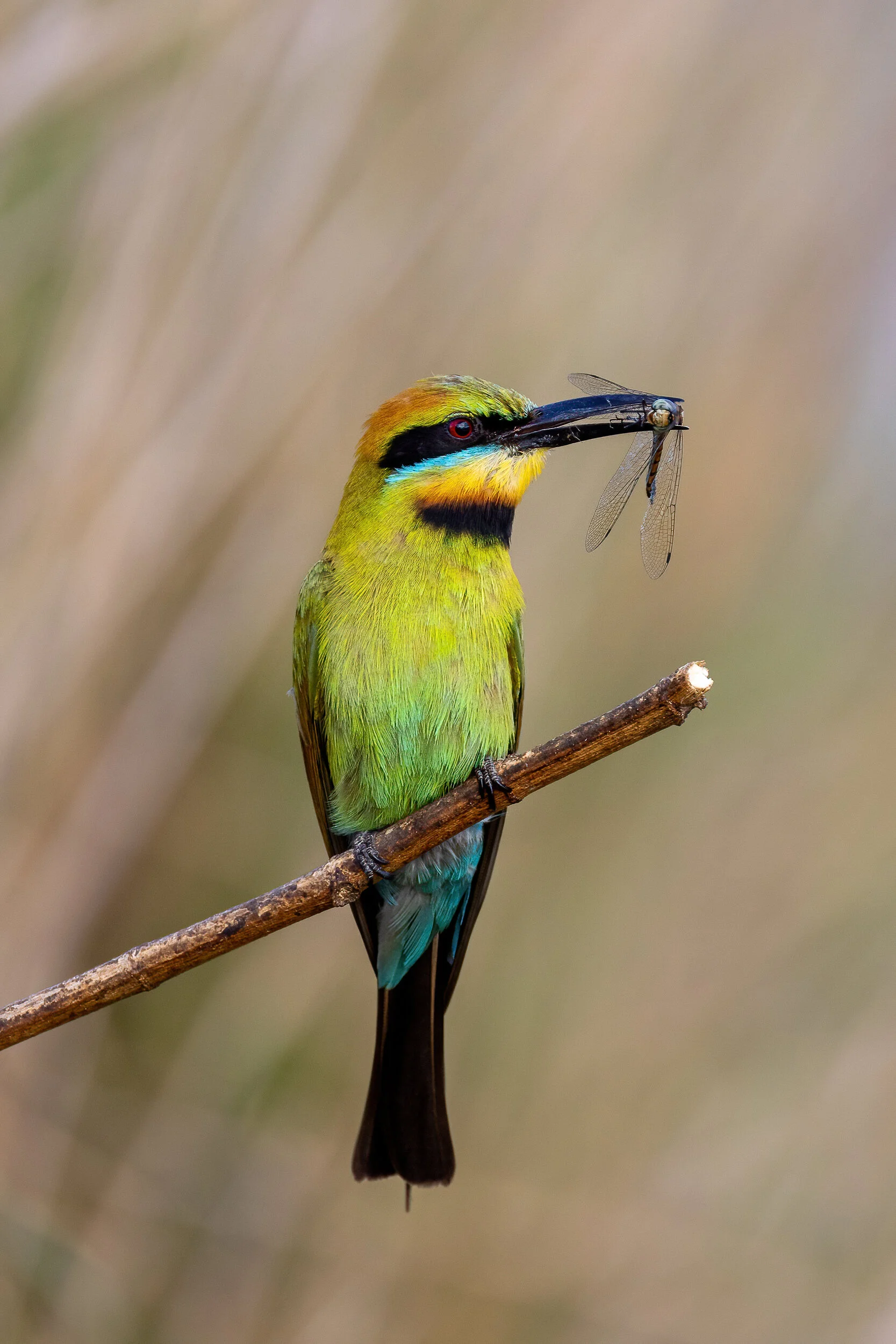 Rainbow Bee-Eaters — Home