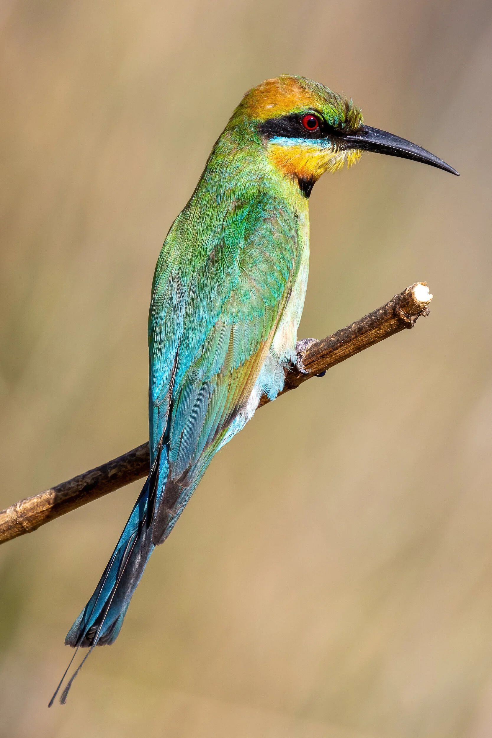 Rainbow Bee-Eaters — Home