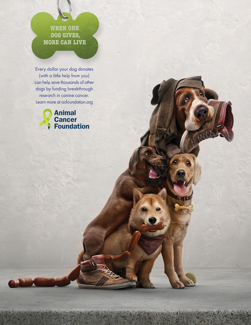 Animal Cancer Foundation — Fabio Rodrigues