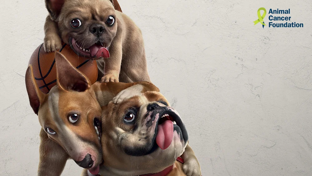 Animal Cancer Foundation — Fabio Rodrigues