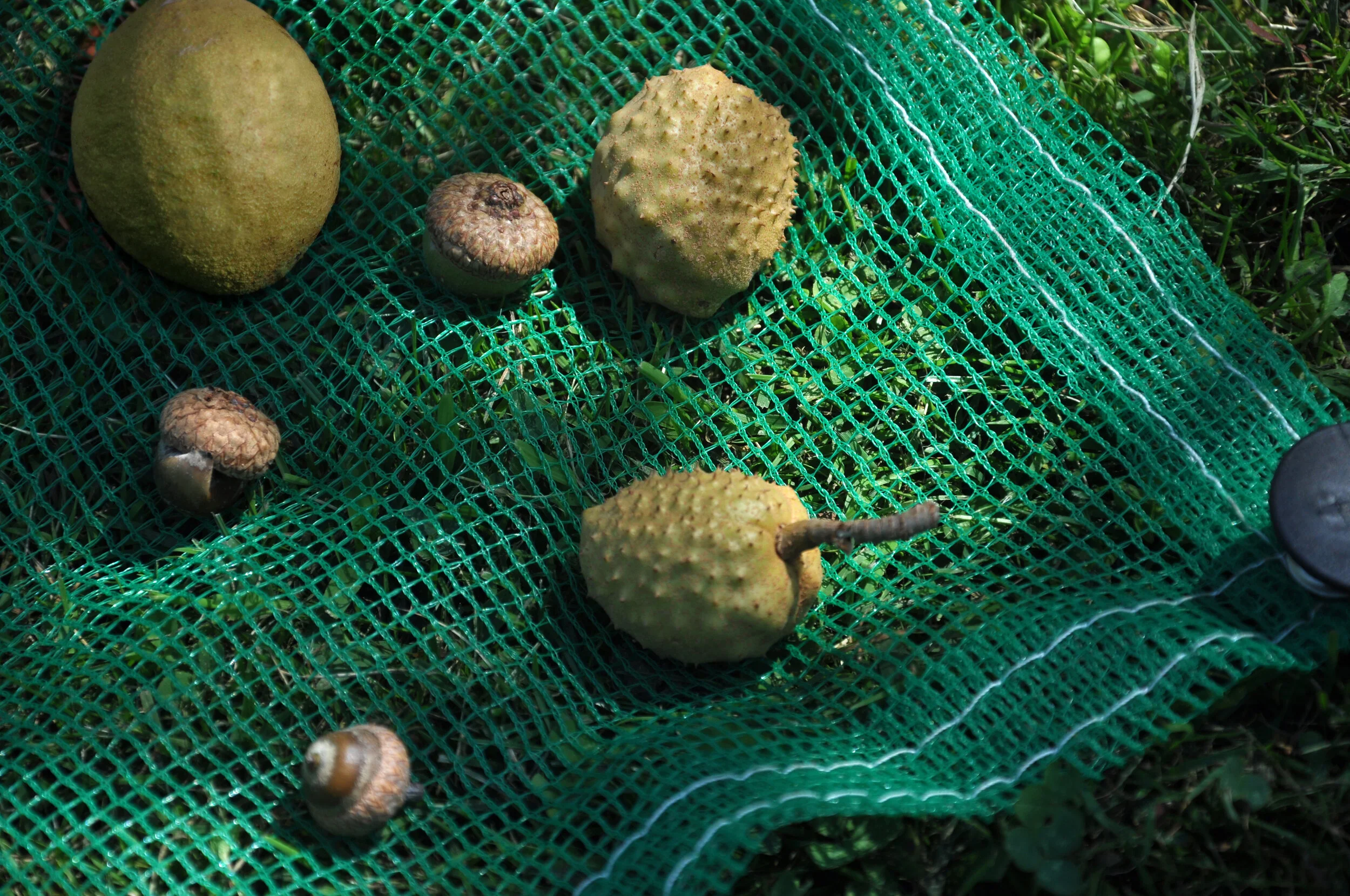 Photos — No Rake Nets