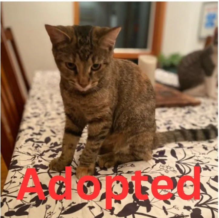 Adoptable Pets — STAY WILD Rescue