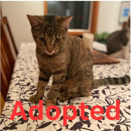 Adoptable Pets — STAY WILD Rescue