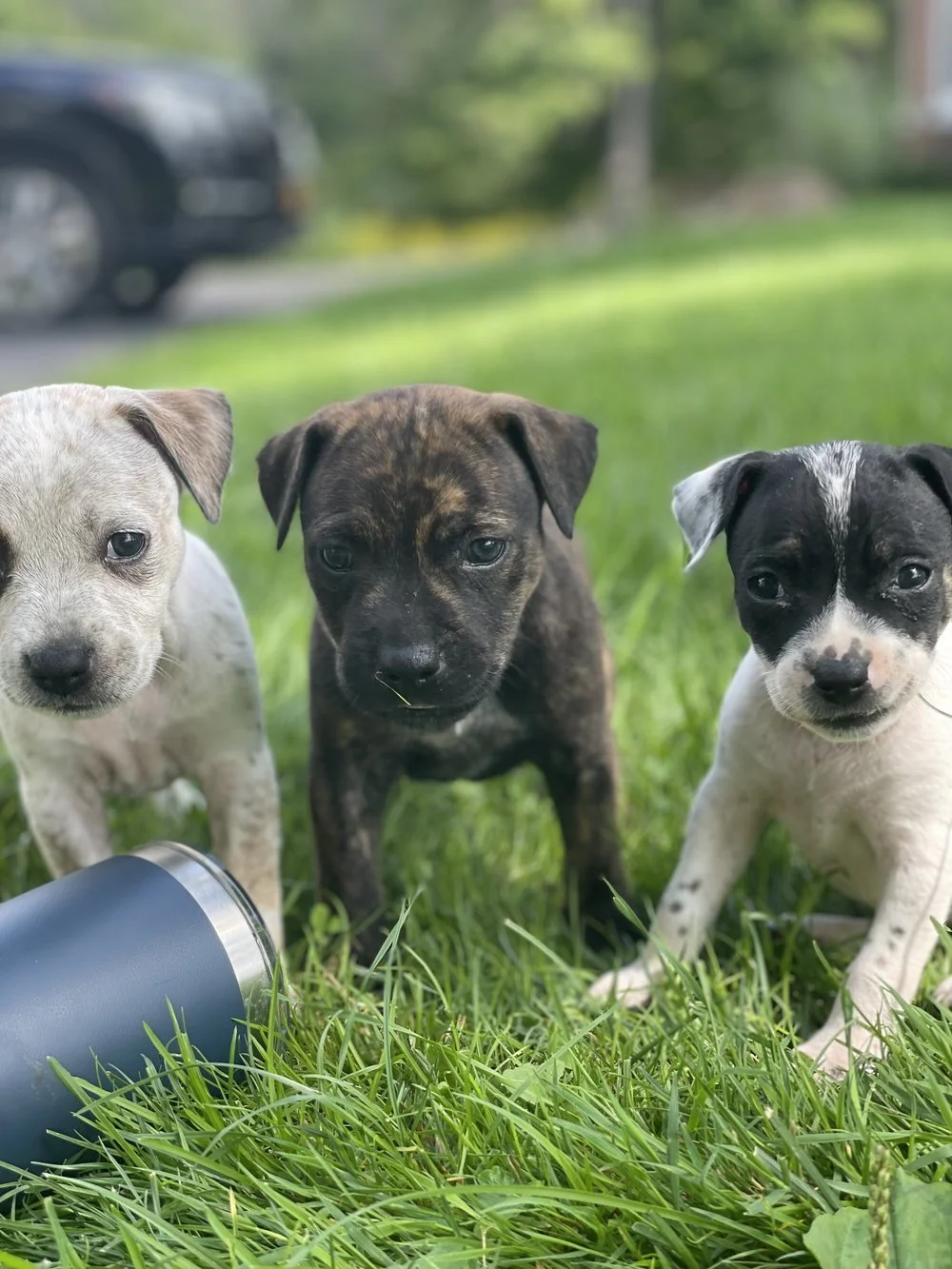 Adoptable Dogs — STAY WILD Rescue