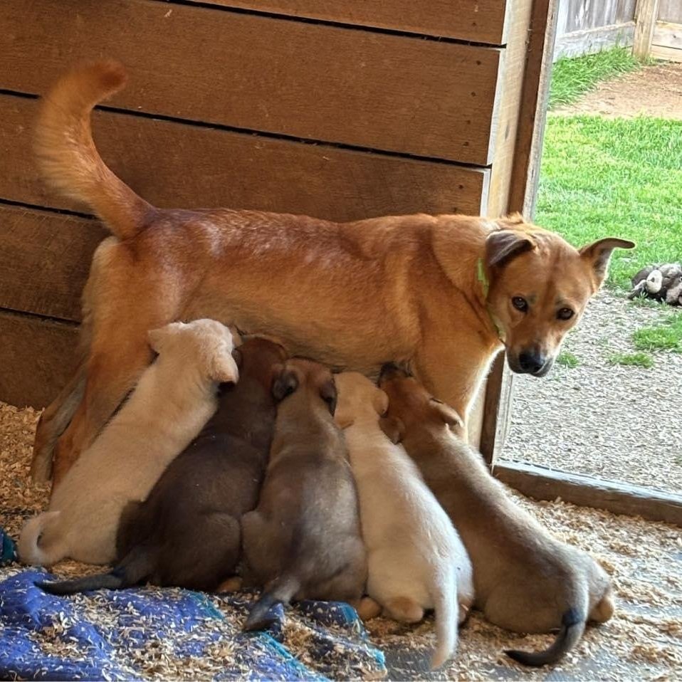 Adoptable Pets — STAY WILD Rescue