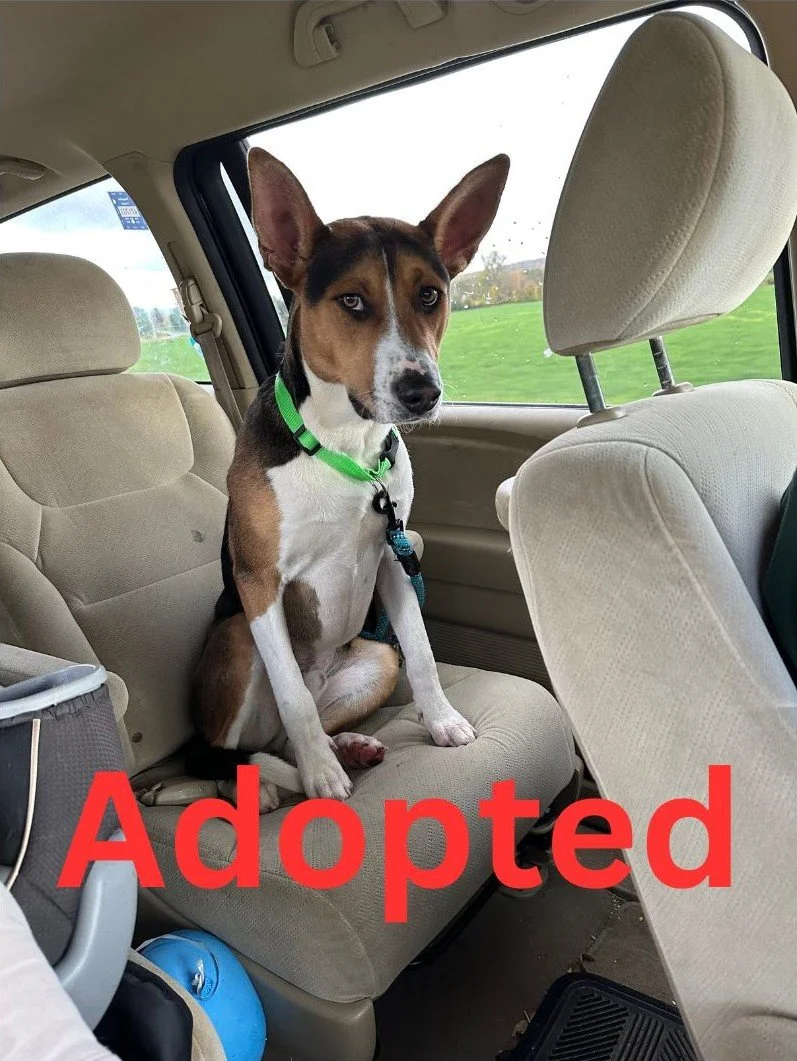 Adoptable Pets — STAY WILD Rescue