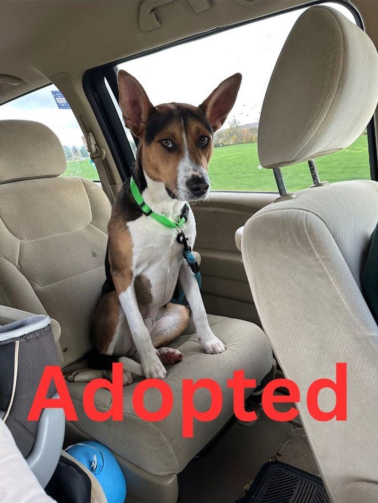 Adoptable Pets — STAY WILD Rescue