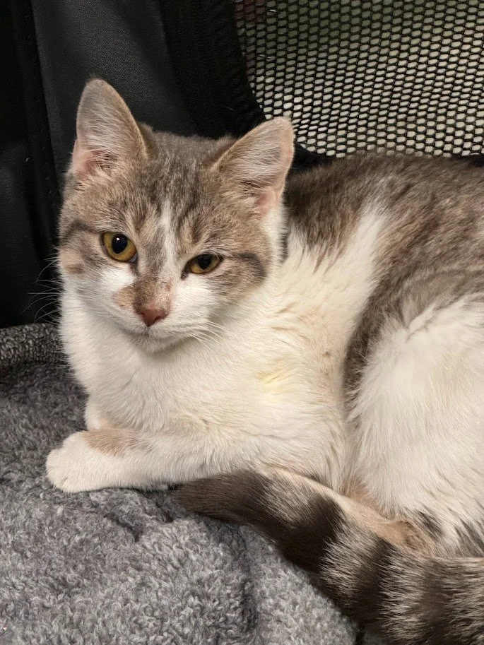 Adoptable Cats — STAY WILD Rescue