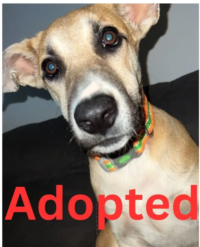 Adoptable Pets — STAY WILD Rescue