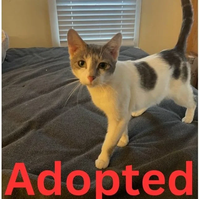 Adoptable Pets — STAY WILD Rescue