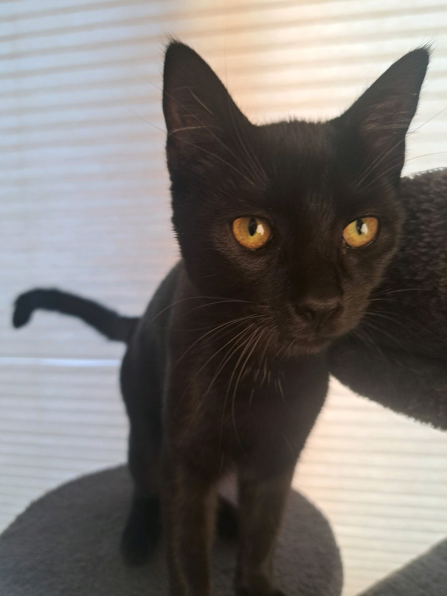 Adoptable Cats — STAY WILD Rescue