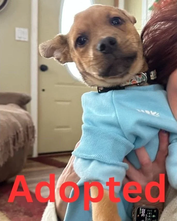 Adoptable Pets — STAY WILD Rescue