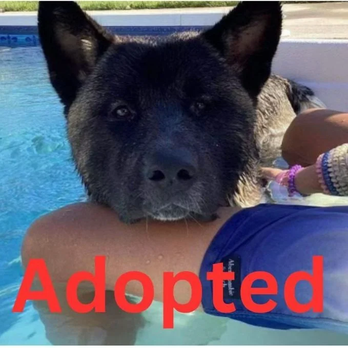 Adoptable Pets — STAY WILD Rescue