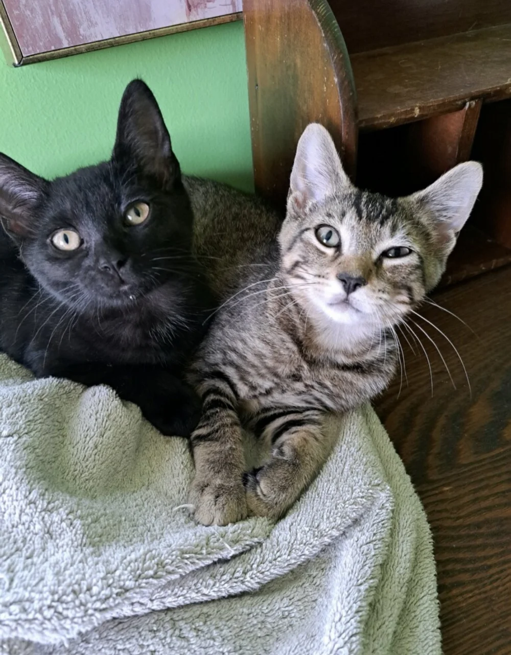 Adoptable Cats — STAY WILD Rescue