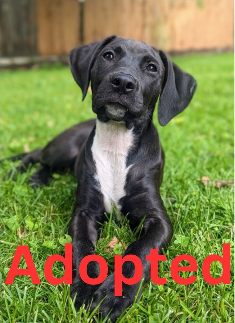 Adoptable Pets — STAY WILD Rescue