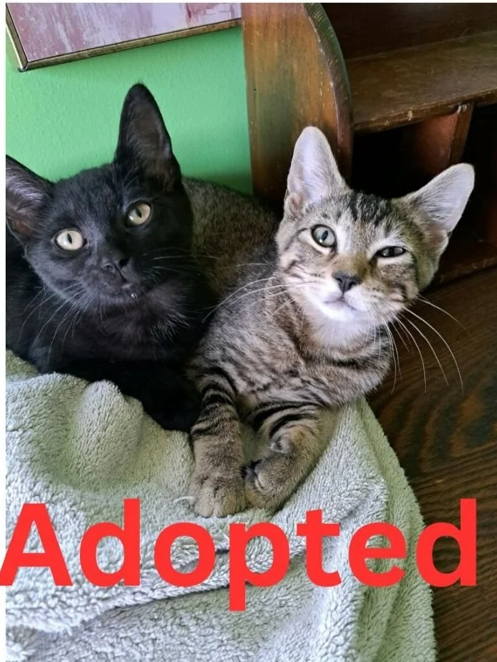 Adoptable Pets — STAY WILD Rescue