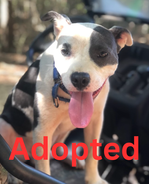 Adoptable Pets — STAY WILD Rescue