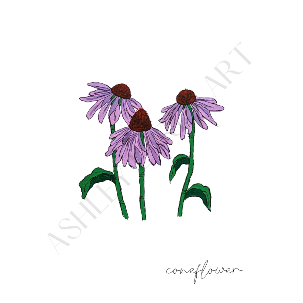 Purple Coneflower Drawing