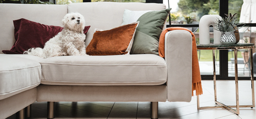 10 Pet Friendly Interior Design Ideas For Your Home | The Living House ...