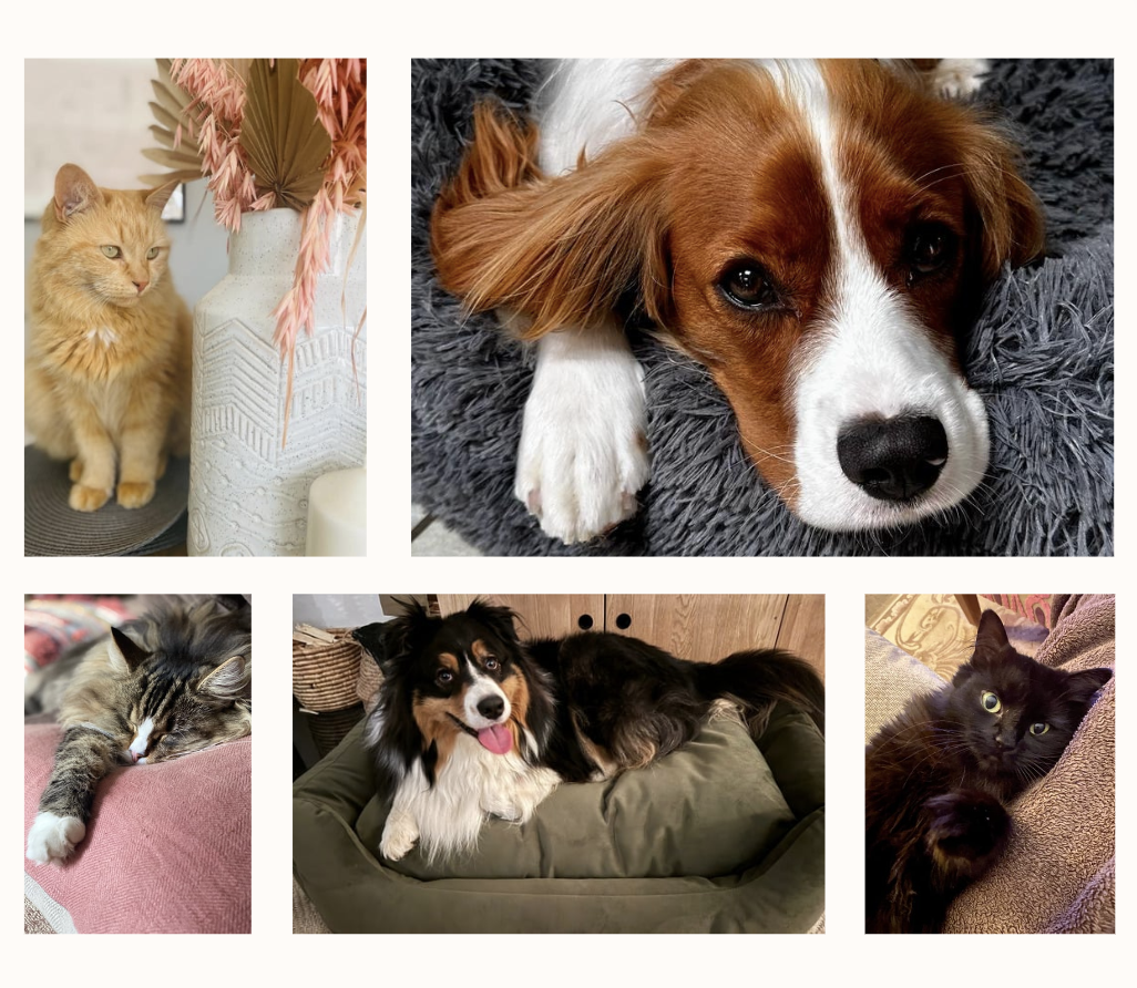 10 Pet Friendly Interior Design Ideas For Your Home | The Living House ...