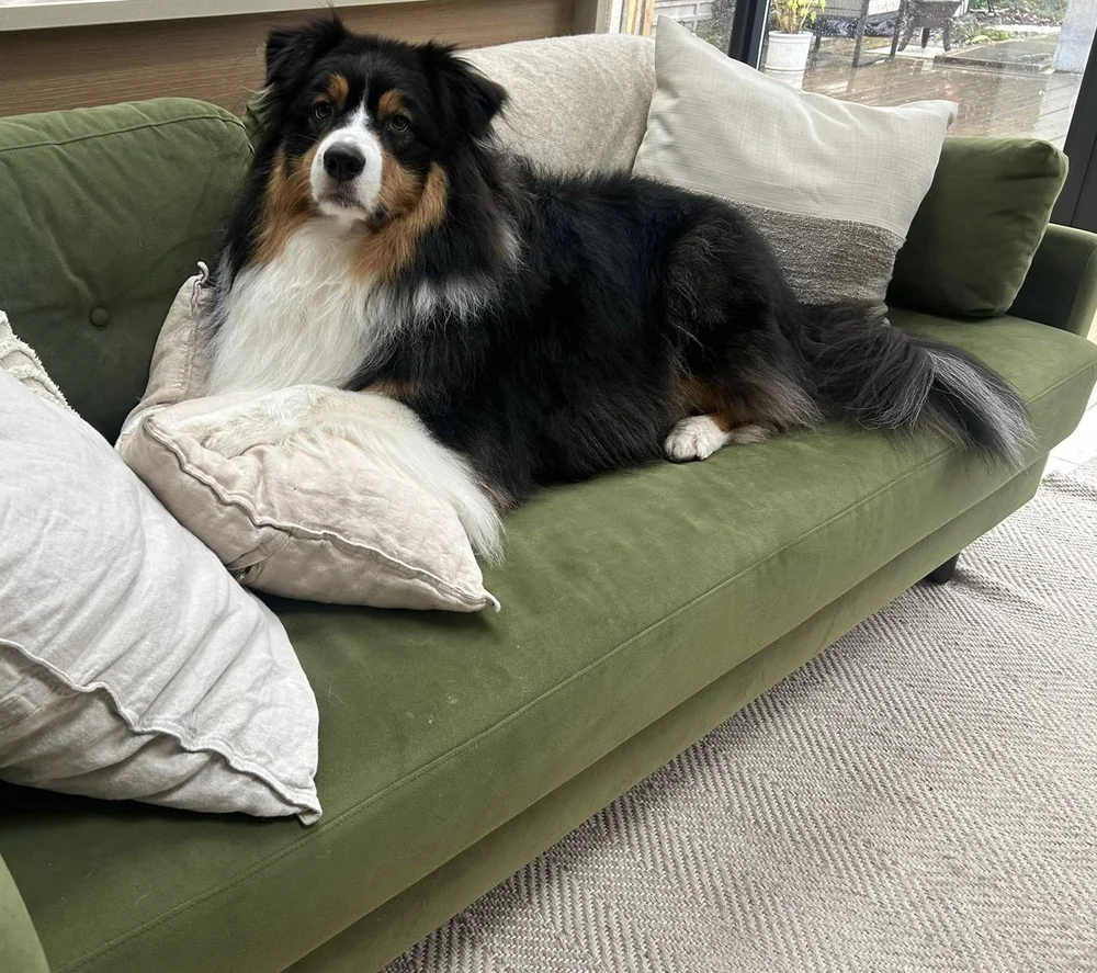 10 Pet Friendly Interior Design Ideas For Your Home | The Living House ...