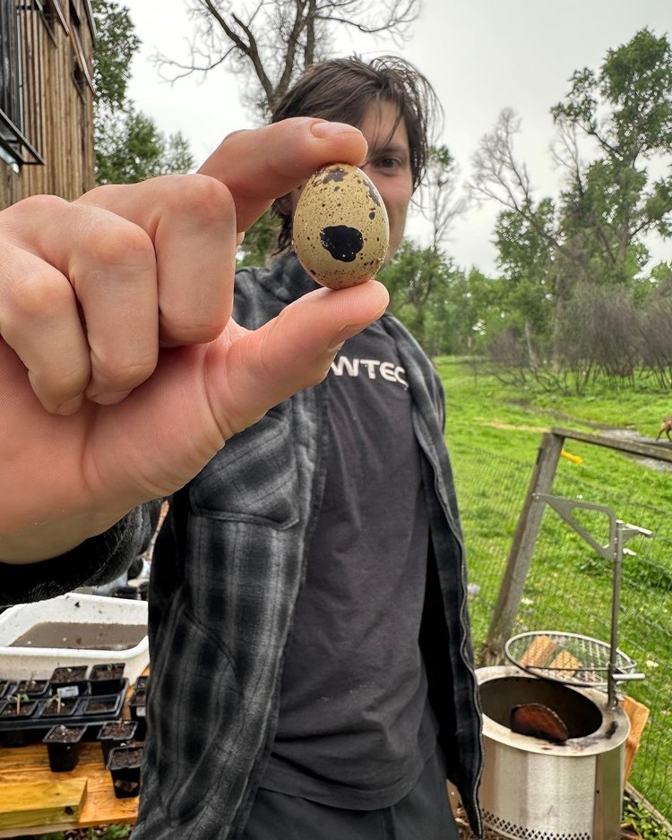 Essentials For Raising Coturnix Quail Successfully — Year Of Plenty