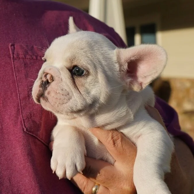 FRENCHIES ON THE HILL™️