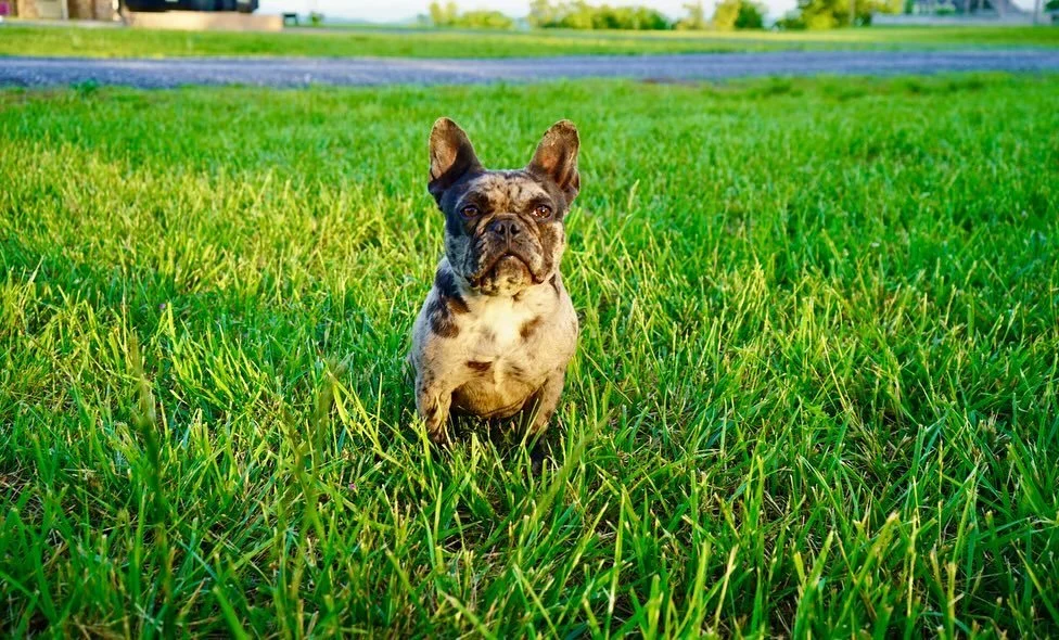FRENCHIES ON THE HILL™️